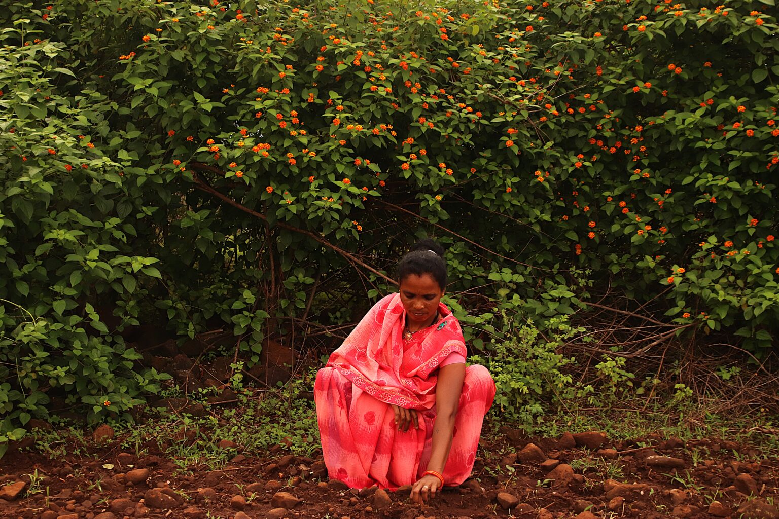 Once Swallowed By Lantana Menace, Women Are Reclaiming Forests, Lands ...