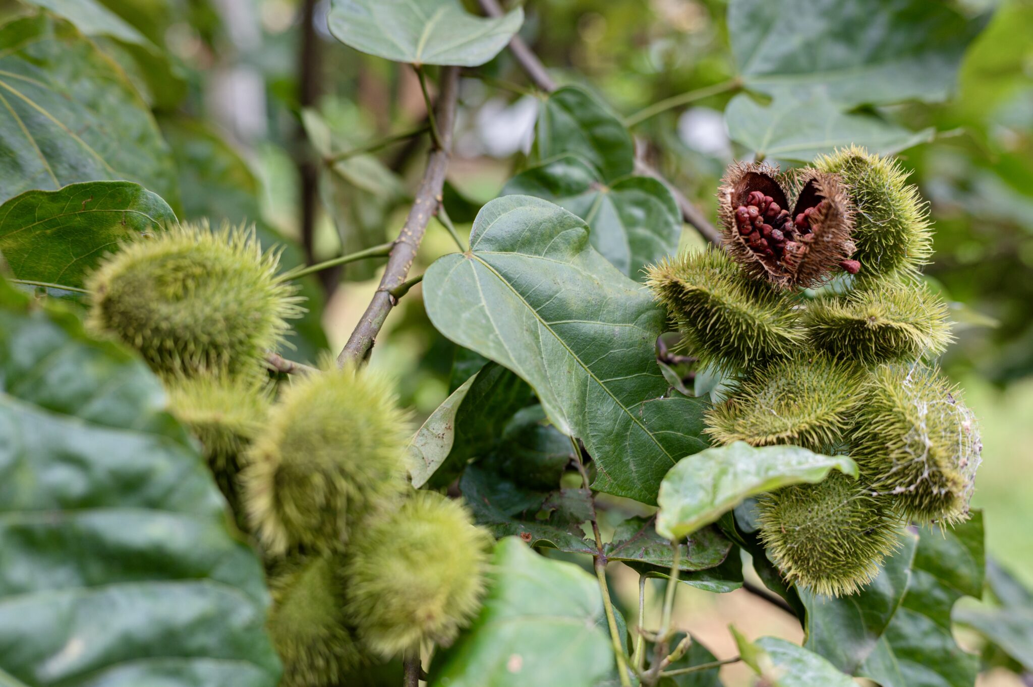 Colours From Koraput Forests And The Adivasi Women Reviving Natural Dyeing - BehanBox